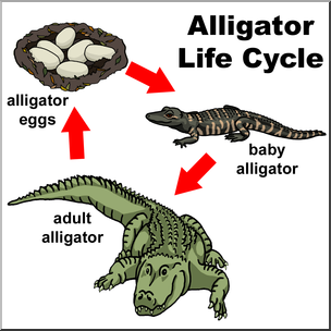Clip Art: Alligator Life Cycle Color – Abcteach