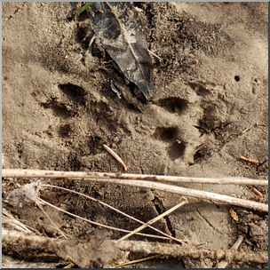 Photo: Llama Fur 01 LowRes – Abcteach