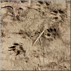 Photo: Animal Tracks 02b LowRes – Abcteach