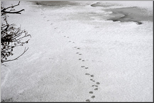 Photo: Animal Tracks In Snow 02 LowRes – Abcteach