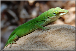 Photo: Anole Lizard 01 LowRes – Abcteach