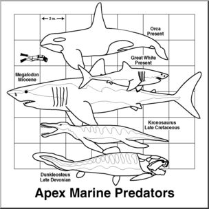 Clip Art: Apex Marine Predators B&W – Abcteach