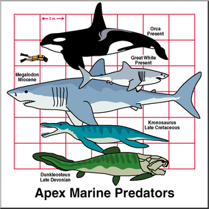 Clip Art: Apex Marine Predators Color 2 – Abcteach