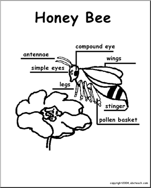 Animal Diagrams: Bee (labeled parts) – Abcteach