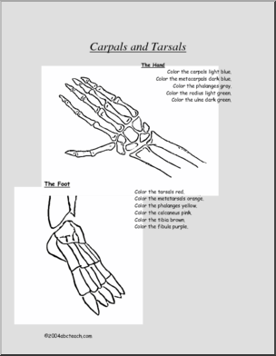 Bone Diagrams: Pelvis (labeled) – Abcteach