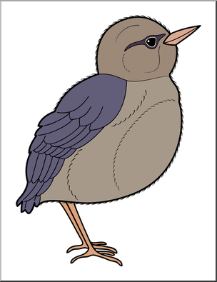 Clip Art: Baby Animals: Bird Fledgling Color 1 – Abcteach