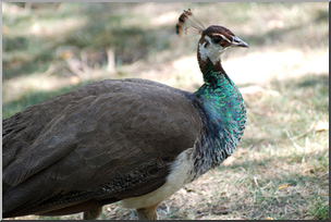 Photo: Peahen 01 LowRes – Abcteach