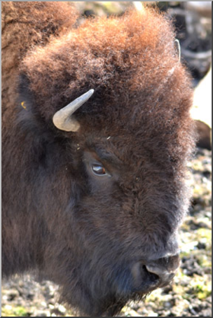 Photo: Bison 03 LowRes – Abcteach