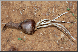 Photo: Plant Bulb Root 01 HiRes – Abcteach