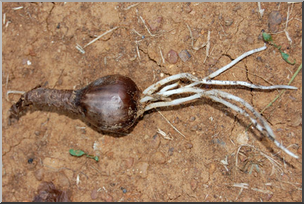 Photo: Plant Bulb Root 01 LowRes – Abcteach