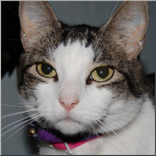 Photo: Cat 04 LowRes – Abcteach