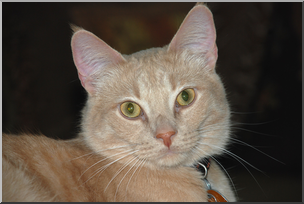 Photo: Cat 01 LowRes – Abcteach