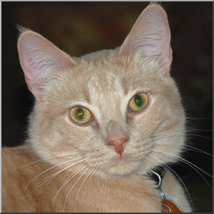 Photo: Cat 05b HiRes – Abcteach