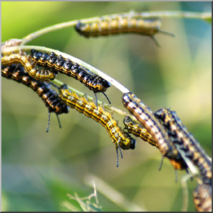 Photo: Caterpillar Swarm 01b LowRes – Abcteach