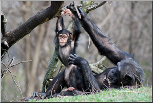 Photo: Chimpanzee Baby & Mother 01 LowRes – Abcteach