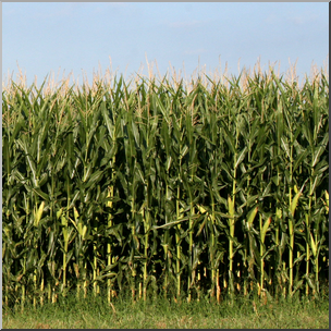 Photo: Corn Field 01b HiRes – Abcteach
