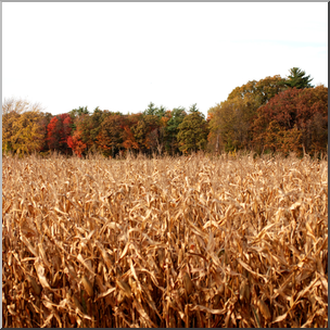 Photo: Corn Field 02b HiRes – Abcteach
