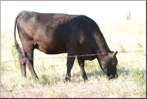 Photo: Old Plow 01a LowRes – Abcteach
