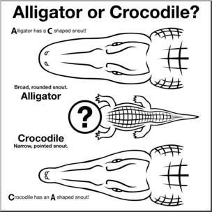 Clip Art: Alligator or Crocodile? 2 B&W – Abcteach