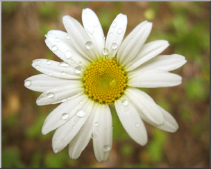 Photo: Daisy 01 LowRes – Abcteach