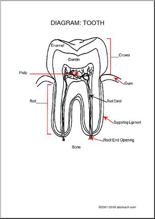 Diagram: Tooth (labeled) – Abcteach