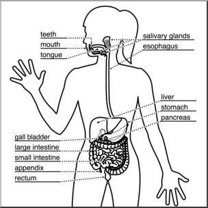 Clip Art: Human Anatomy: Digestive System B&W Labeled – Abcteach