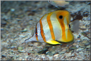 Photo: Fish: Angelfish 01a LowRes – Abcteach
