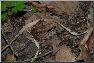 Photo: Frog 01a HiRes – Abcteach