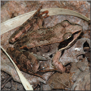 Photo: Frog 01b HiRes – Abcteach