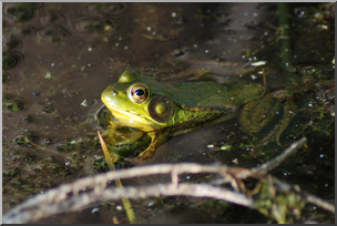 Photo: Frog 03a HiRes – Abcteach
