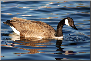 Photo: Goose 02 HiRes – Abcteach