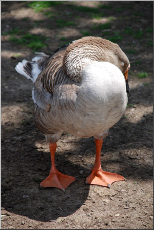 Photo: Sleeping Goose 01 LowRes – Abcteach