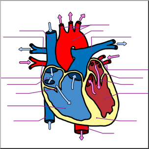 Clip Art: Human Heart Cross Section Color Unlabeled – Abcteach