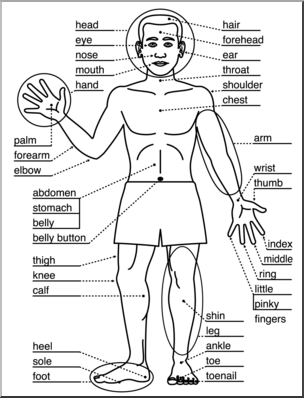 Clip Art: Human Body: Front View B&W Labeled – Abcteach