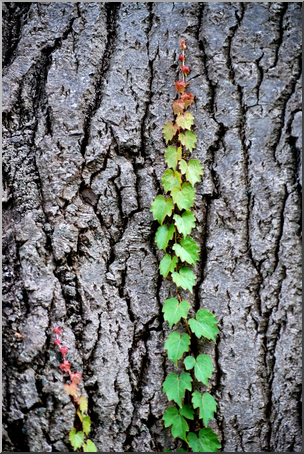 Photo: Ivy and Tree Bark 01 HiRes – Abcteach