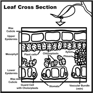 Clip Art: Leaf Cross Section B&W Labeled – Abcteach