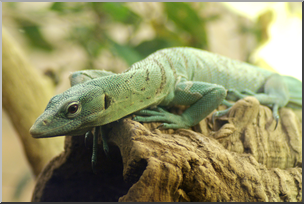 Photo: Lizard w/ Detached Tail 01b LowRes – Abcteach