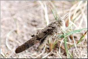 Photo: Locust 01a LowRes – Abcteach