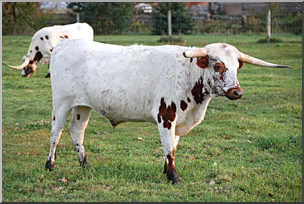 Photo: Cows 04 HiRes – Abcteach