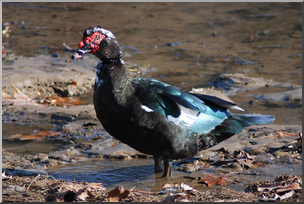 Photo: Muscovy Duck 01a HiRes – Abcteach