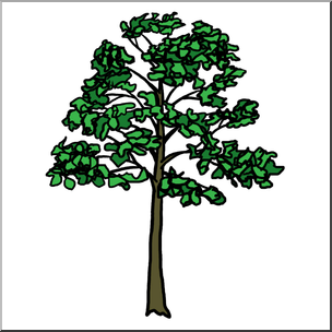 Clip Art: Oak Sapling Color 1 – Abcteach