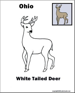 Ohio: State Animal – White-tailed Deer – Abcteach