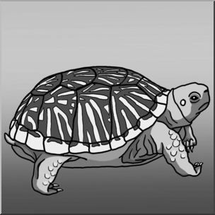 Clip Art: Ornate Box Turtle Grayscale – Abcteach