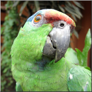 Photo: Parrot 01b LowRes – Abcteach