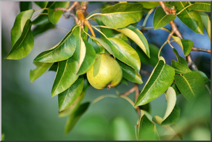 Photo: Mulberries 01 LowRes – Abcteach