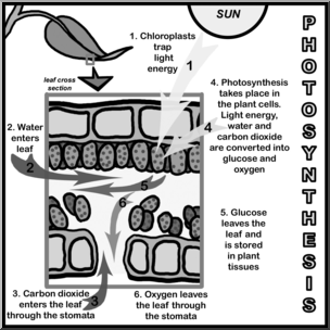 Clip Art: Photosynthesis: Leaf Cross Section Grayscale – Abcteach