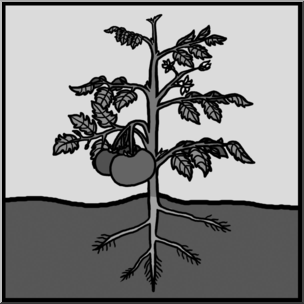 Clip Art: Tomato Plant Life Cycle Color – Abcteach