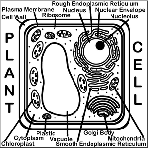 Clip Art: Basic Plant Anatomy Labeled B&W – Abcteach