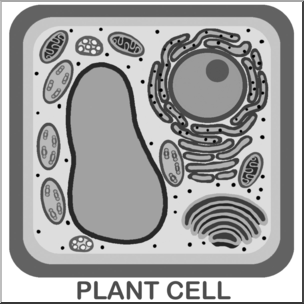 Clip Art: Cells: Plant Unlabeled Grayscale – Abcteach