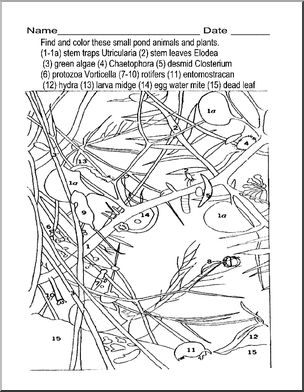 Chart: Pond Animals and Plants – Abcteach